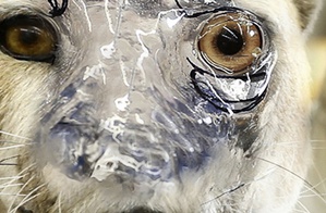 Rick Lazzarini - Animatronic FX Mechanic & Monster Maker | Stan Winston ...