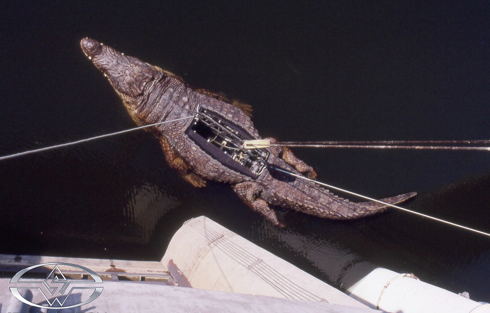 Lake Placid - Building the 30-Foot Animatronic Crocodile | Stan Winston ...