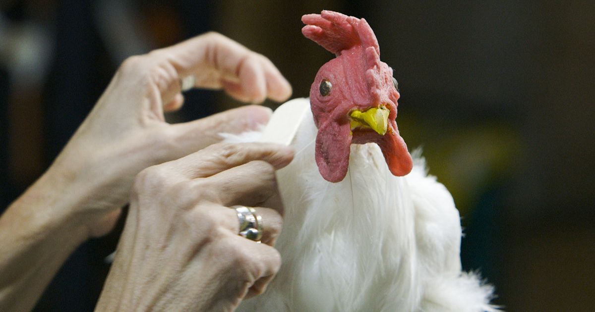 Feather Work Part 1: Realistic Bird Feathering Techniques | Stan ...