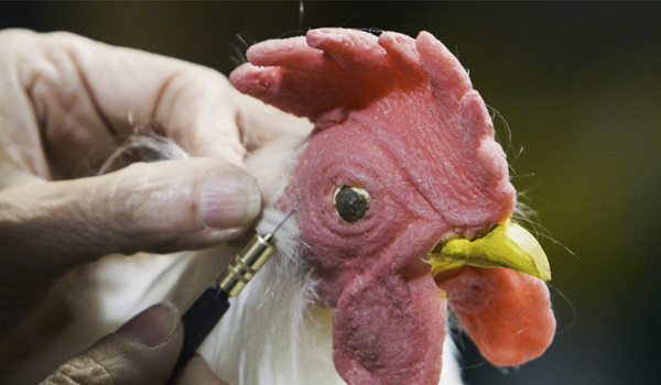 Feather Work Part 1: Realistic Bird Feathering Techniques | Stan ...